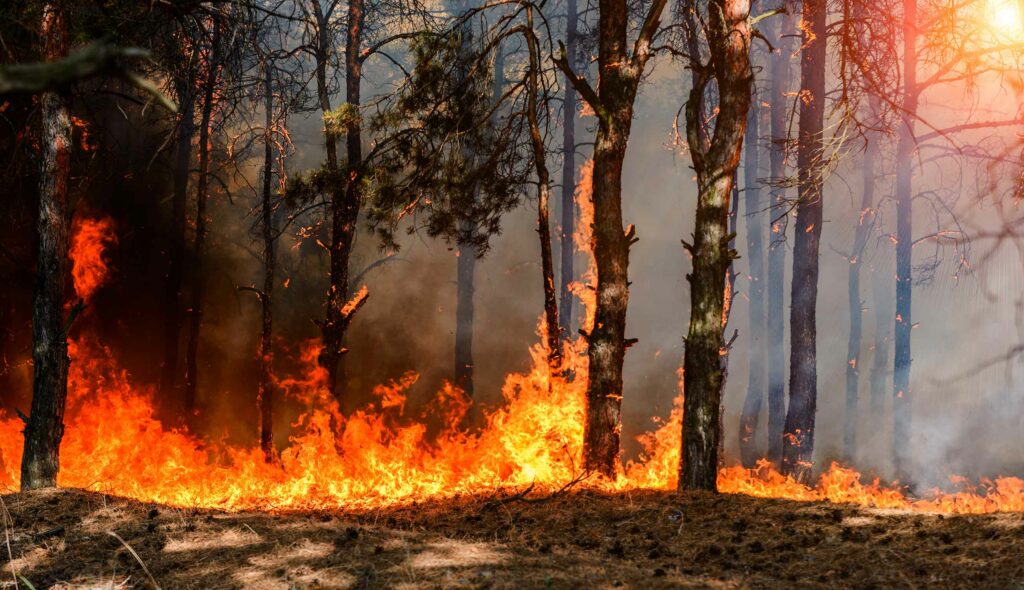 Forest fires in Luxembourg | Demokratesch Partei